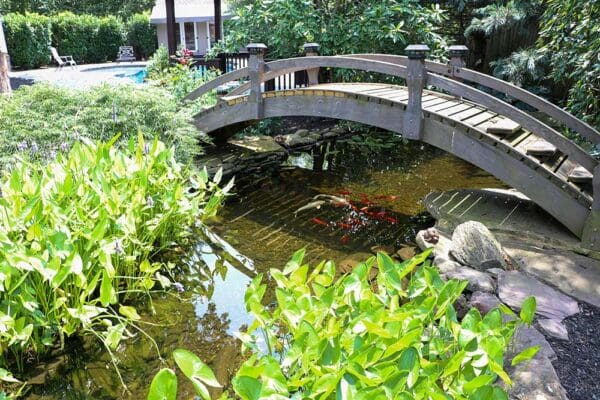 4 things to consider for your Philadelphia Fish Pond - AquaReale | Koi ...
